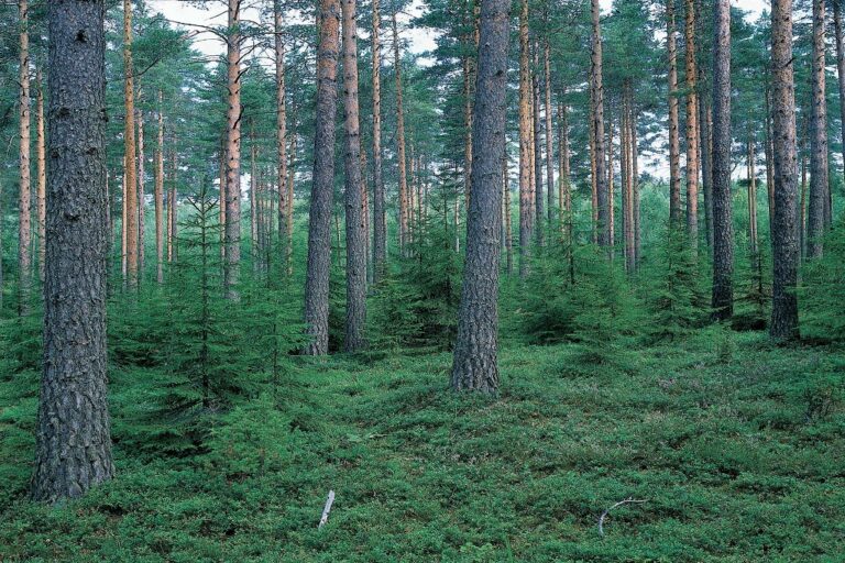 Puun ominaisuudet - Puuinfo