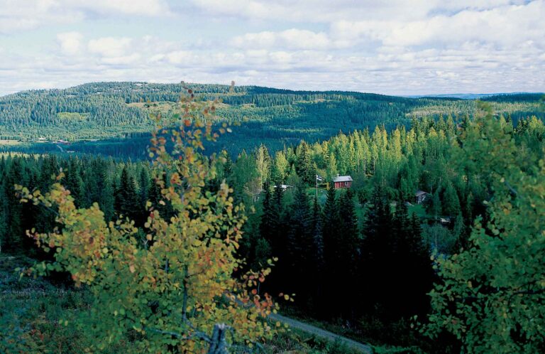 Suomen metsät - Puuinfo